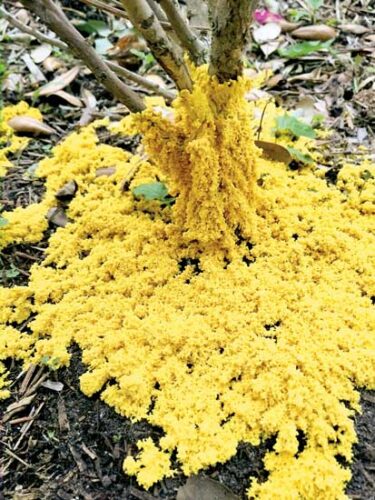 Slime Mold Solutions for Your Garden – Mother Earth Gardener